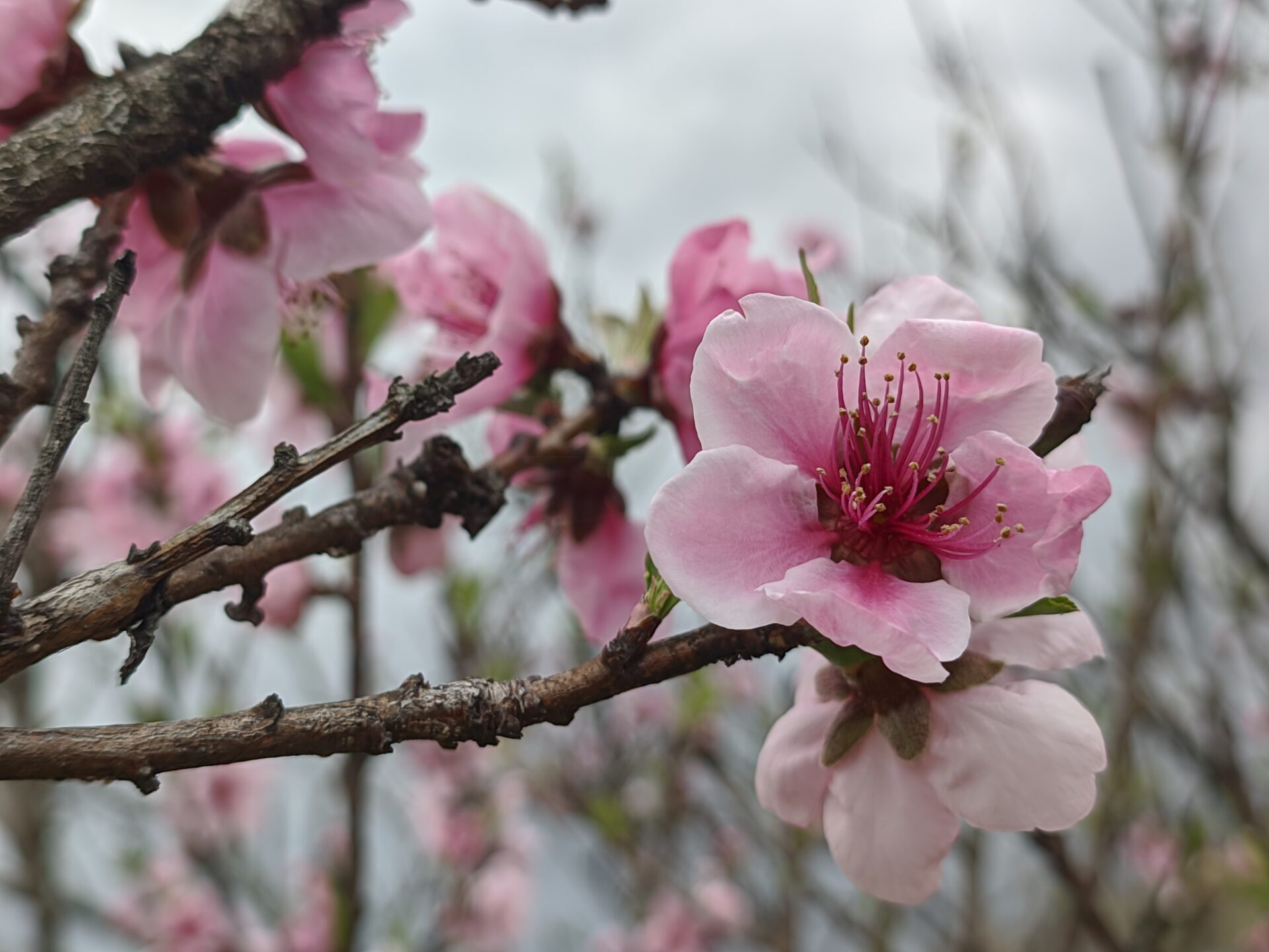 Doom and Bloom: Cherry Blossom Folk Beliefs (Ep. 121) - Uncanny Japan ...